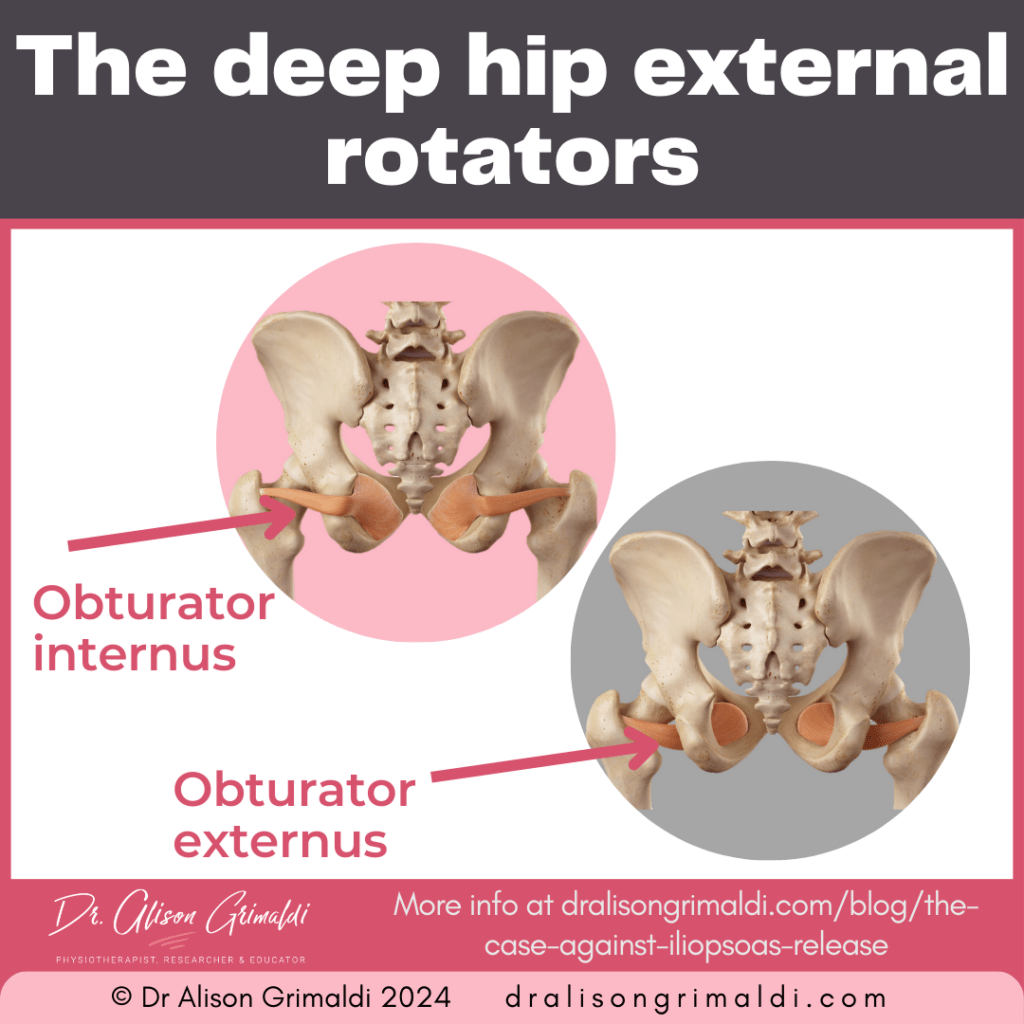 What happens to the deep external rotators after hip replacement | Find ...